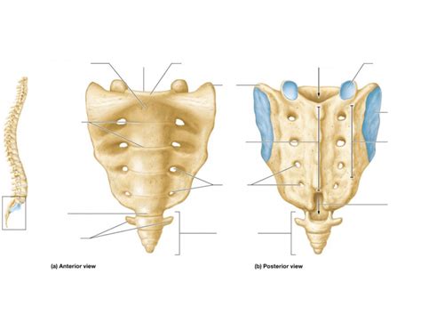 Sacrum Bone Quiz Labeling — Printable Worksheet