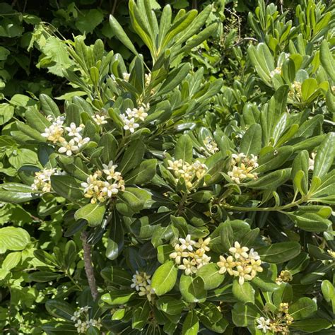 Pittosporum Tobira Arbuste