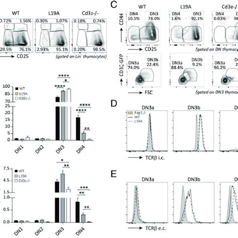 Cd3ζ Transmembrane Region Regulates Pre Tcr Dependent Signaling And