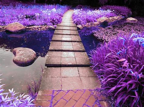 Purple Gardens Purple Garden Gorgeous Gardens Dream Garden