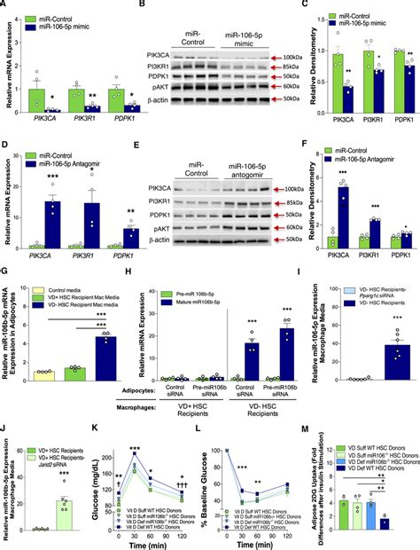 Macrophage Mir 106b 5p Mediates In Utero Vd Deficiency Induced Download Scientific Diagram