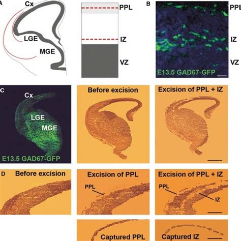 Tangential Migration Of Interneurons Into The Cerebral Cortex A
