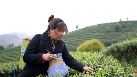 贵州：明前茶采摘忙凤凰网视频凤凰网