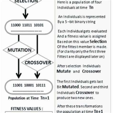 Genetic Algorithm Operators Download Scientific Diagram