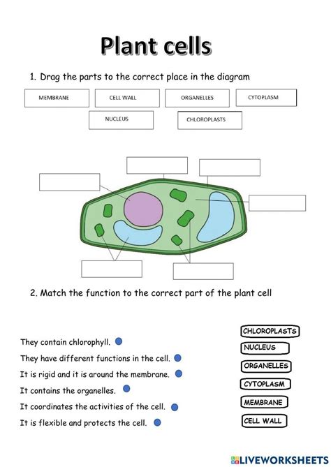 Plant Cells Interactive Worksheet Live Worksheets Worksheets Library