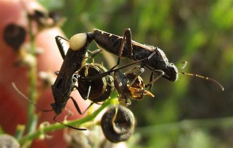 Mating Bugs BugGuide Net