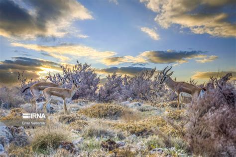 ارزیابی‌های محیط‌زیستی با رویکرد تنوع زیستی بازنگری شود ایرنا