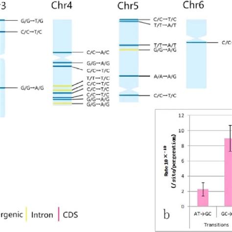 Distribution And Mutation Rate Of Fixed Mutations A Distribution Of