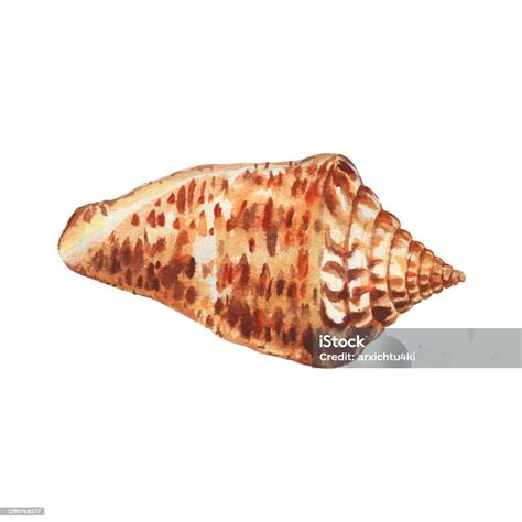 오렌지 바다 껍질 해양 디자인 수중 생명 물체의 그림 흰색 배경에 격리 된 수채화 손 그린 그림 그림 그림 갈색에 대한 스톡