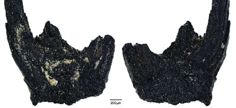 3 T Timopheevi New Glume Wheatngw Spikelet Fork From Aktopraklık Download Scientific