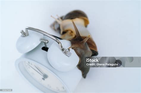 어두운 껍질이 그림자가 있는 흰색 배경에 흰색 알람 시계 근처에서 기어다니는 흰색 아차타나 달팽이 시계와 테이블에 거대한 아프리카 달팽이 아차타 풀리카 기한 및 느린 현재