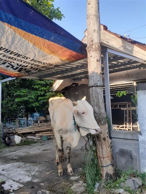 Sapi Idul Adha Kemarin