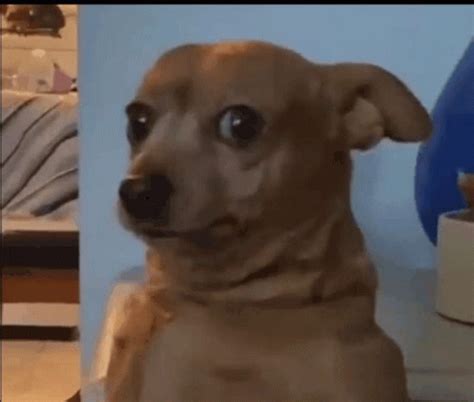 Funny Dog Stare Meme 