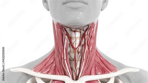 Explore Human Neck Anatomy Carotid Artery And Muscle Details Medical