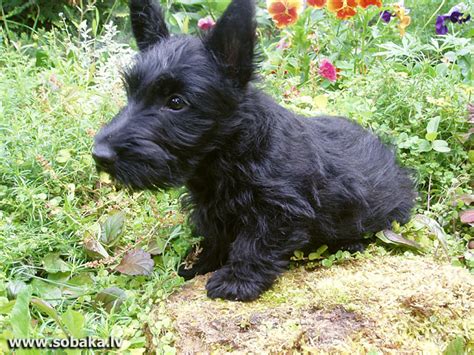 Скотч-терьер - Питомник Скоттиш Мейджик - Scottish Magic - Фотографии ...