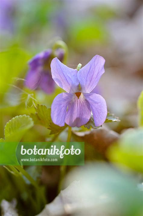 Sweet Violet Viola Odorata Botanikfoto Picture Library Plant And Garden Photography