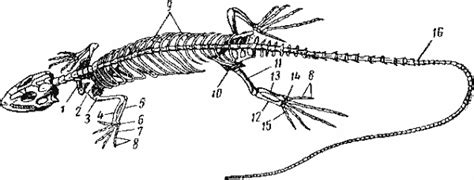 скелета ящерицы