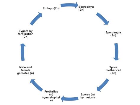 Pteridophyta Characteristics Life Cycle Classification