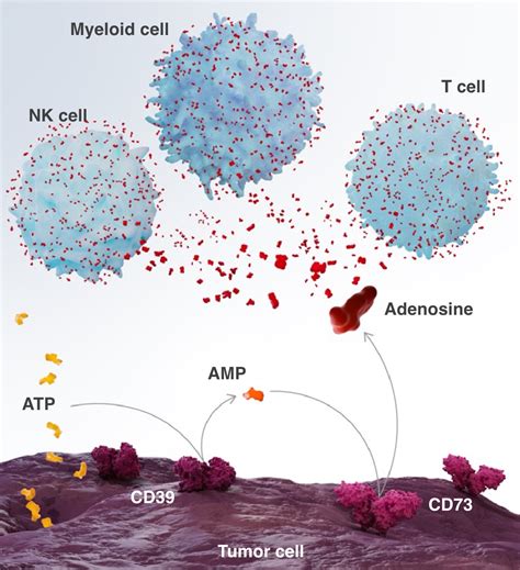 Cd73 Inhibitor Informacionpublicasvetgobgt