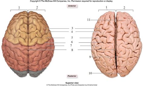 Brain Superior View Diagram Quizlet