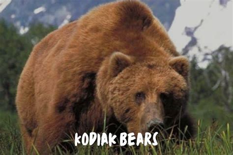 How Fast Can A Bear Run The Surprising Speeds Bears