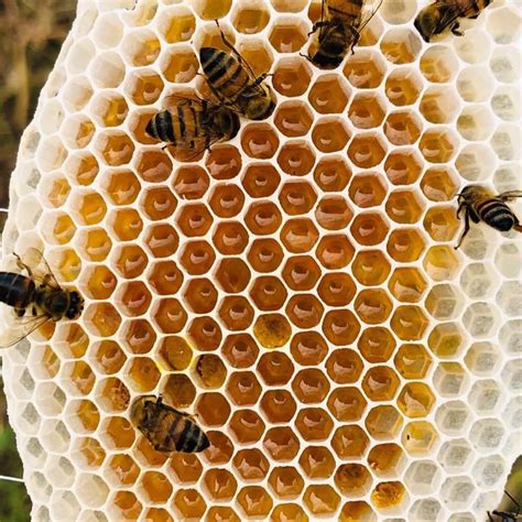 Unag ️ Día Mundial De Las Abejas La Polinización Es