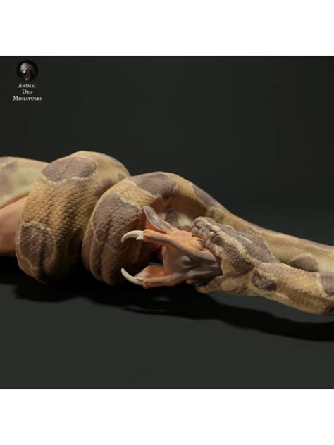 Burmese Python Eating