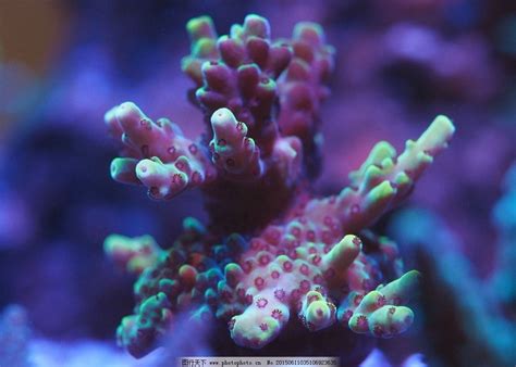 珊瑚图片 生物静物 设计元素 图行天下素材网