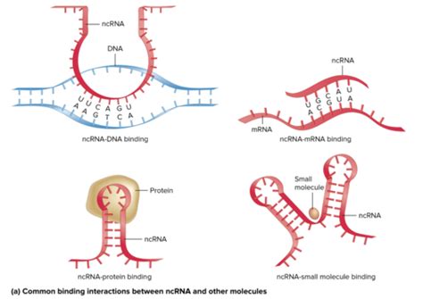 CH 17 Non Coding RNAs TXTBK Review Q S Flashcards Quizlet