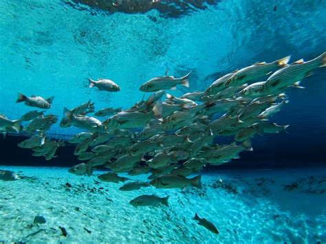 Striped Bass Facts And Information Guide American Oceans