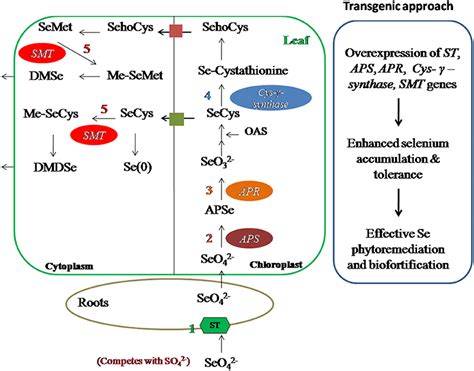 Frontiers An Overview Of Selenium Uptake Metabolism And Toxicity In