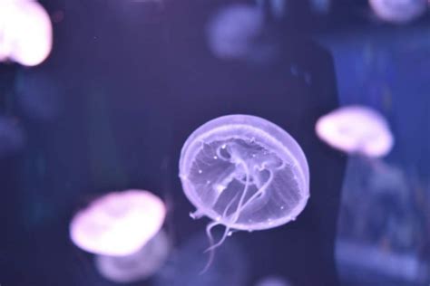 ปทุมวันเข้าศึกษา ศาสตร์พระราชา ศูนย์กสิกรรมธรรมชาติมาบเอื้อง สถาบันเทคโนโลยีปทุมวัน