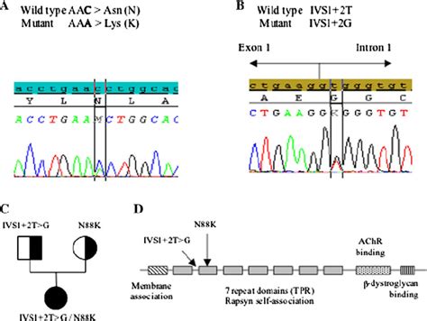 A Sequence Analysis Of Exon 2 Shows The Common Heterozygous Mutation Download Scientific