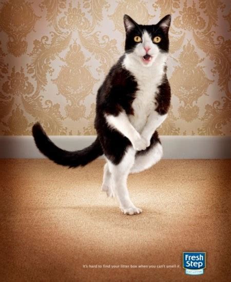 👍 Купить наполнитель для кошачьего туалета Fresh Step в Калининграде 🐈 Интернет зоомагазин «КАТИКО