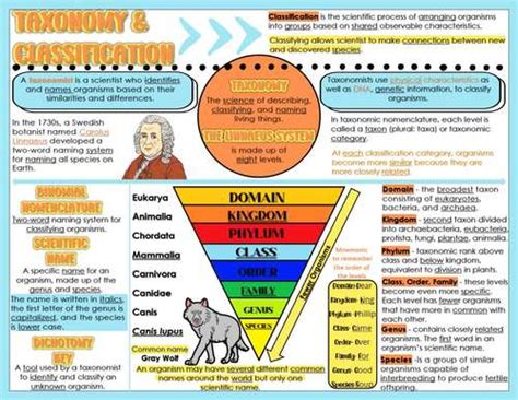Taxonomy And Classification Guided Notes Graphic Organizerpowerpoint