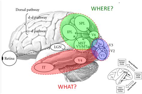 object perception and recognition flashcards quizlet
