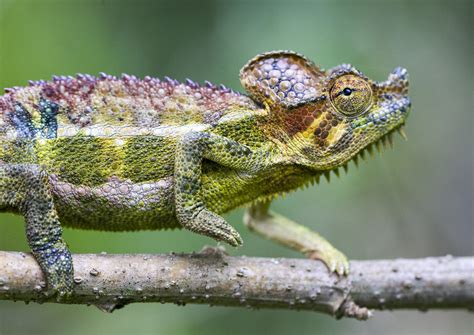 Day Walk At Sipi Steve Russell Gallery