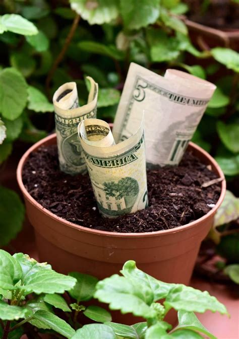 Planta Del Dinero Guía De Cuidados