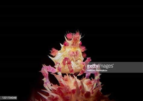 Candy Crab In Soft Coral Photos And Premium High Res Pictures Getty Images