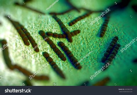 Ilustrasi Stok Streptococcus Pneumoniae Pneumococcus Grampositive Coccus Shaped 395580799