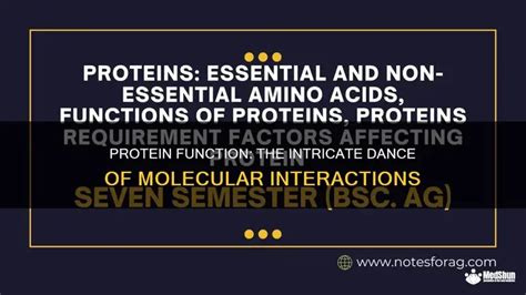 Protein Function The Intricate Dance Of Molecular Interactions Medshun