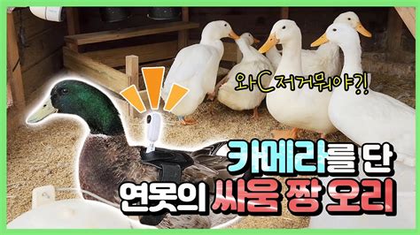 성질 나쁜 오리에게 카메라를 달았더니 난리났어요 Youtube