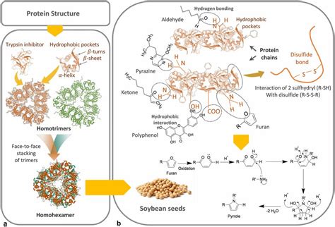 Plant Proteins Structural Analysis Lifeasible