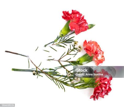 부드러운 빨간 카네이션 꽃은 우유에 떠있습니다 천연 유기농 샴푸 스파 화장품을 위한 패키징 디자인 로맨틱 발렌타인 데이 카드 배경 건강한 생활방식에 대한 스톡 사진 및 기타