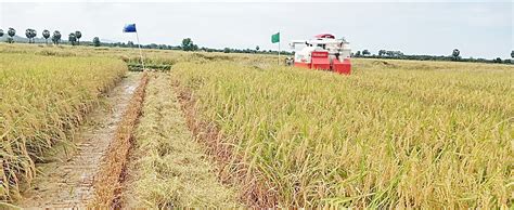 တစ်ဧကလျှင် စပါးတင်း ၁၄၀ အထိထွက်ပြီး ဈေးကောင်းရရှိခြင်းကြောင့် တောင်သူမ