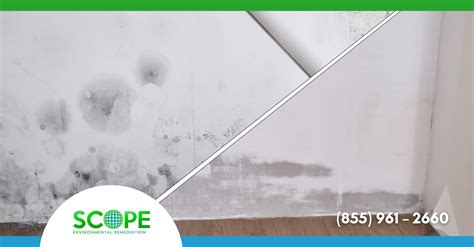 Mold Cleanup Tips Get Rid Of Mold In Minutes