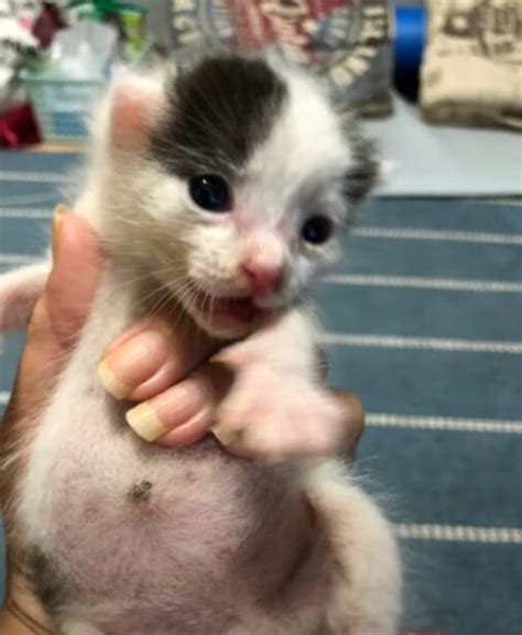 コンクリートの上でひとりぼっち生後0日で母猫に遺棄された子猫の「成長物語」｜ねこナビ