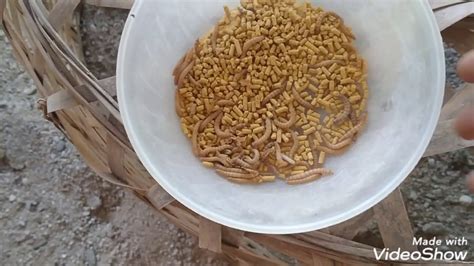 Qhia Tu Qaib Qus Txuam 1 Daim 1 Youtube