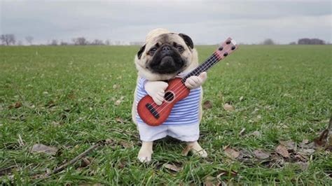 Pug World Teamupzone Team