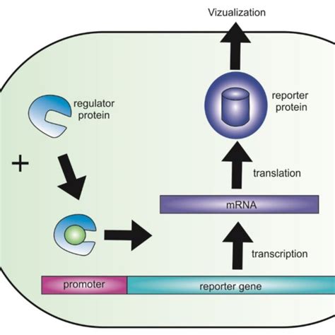 A Schematic Diagram That Demonstrates How Genetically Encoded Download Scientific Diagram